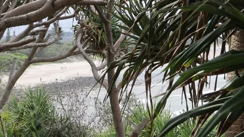 Pandanus Tectorius Leaves Swaying with t... | Stock Video | Pond5