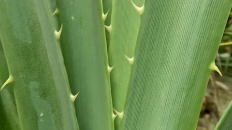 Pandan Plant Stock Footage ~ Royalty Free Stock Videos | Pond5