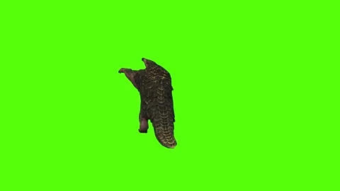 Pangolin Attack Green Screen Animation 4... | Stock Video | Pond5