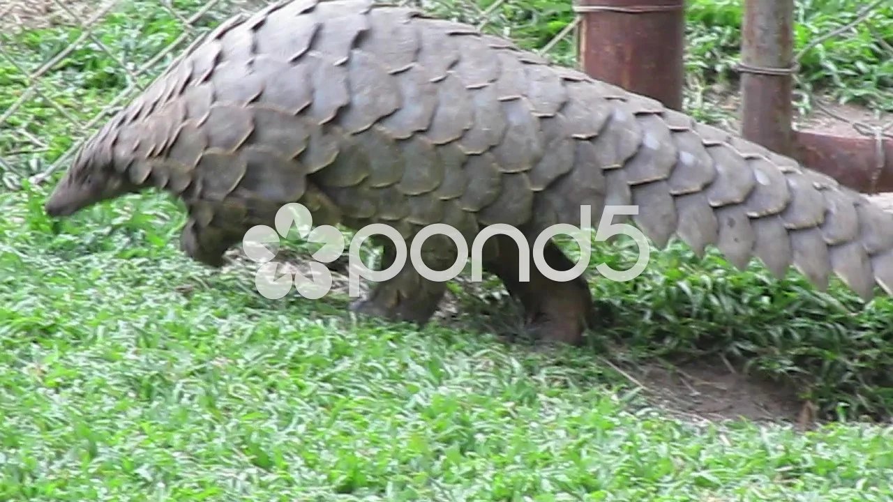 Giant Pangolin Walking