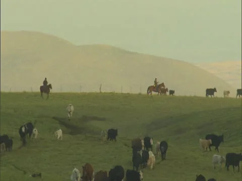 Paniolo Stock Video Footage | Royalty Free Paniolo Videos | Pond5