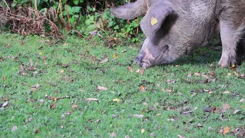 Pannage Pig eating acorns in the New For... | Stock Video | Pond5