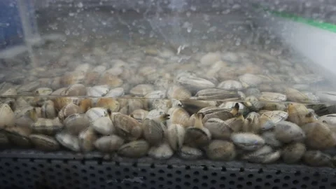 panning live shell fish in tanks | Stock Video | Pond5