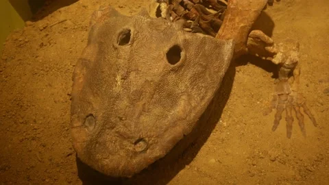 Panning over a fossilized Eryops skeleto... | Stock Video | Pond5
