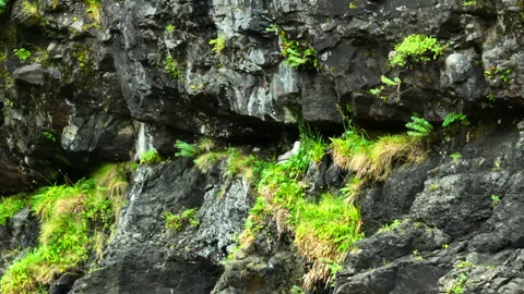 Panning Shot Of Birds Sitting On Wet Roc... | Stock Video | Pond5