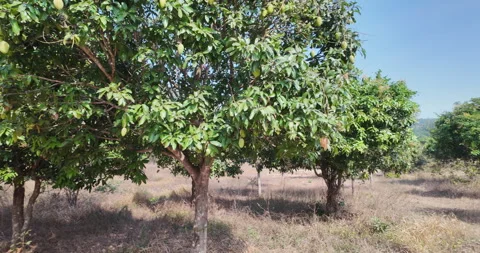 panning shot of rows of mango trees stan... | Stock Video | Pond5