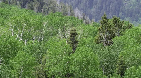 Panning view of Aspen and Pine tree tops | Stock Video | Pond5