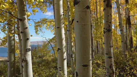 Panning view of Aspen trees in Fall colo... | Stock Video | Pond5