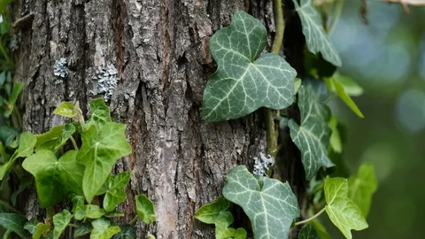 English Tree Tv Stock Videos – Royalty-Free HD & 4K Videos