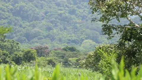 Veracruz Stock Footage ~ Royalty Free Stock Videos | Pond5