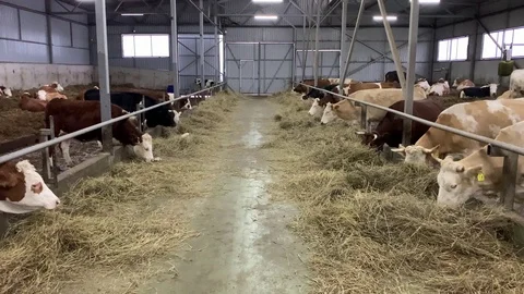 Panoramic view of the barn. Cows on the ... | Stock Video | Pond5