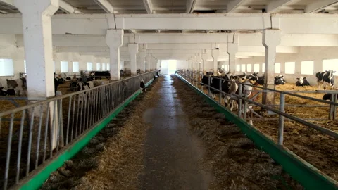Panoramic view of the cow farm interior.... | Stock Video | Pond5