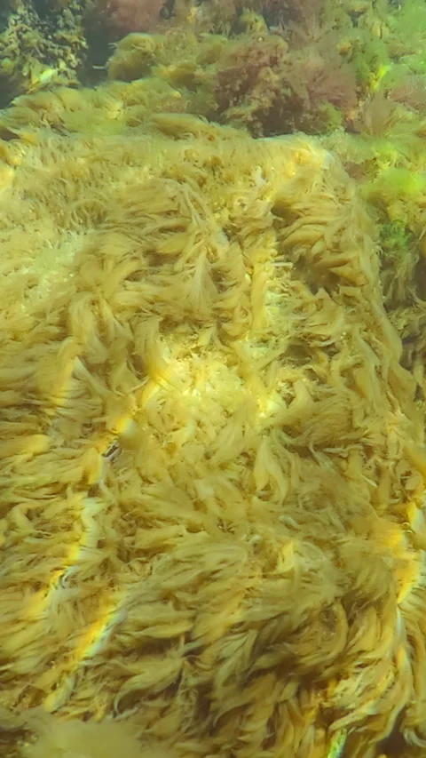 Colonial Green Algae And Cyanobacteria