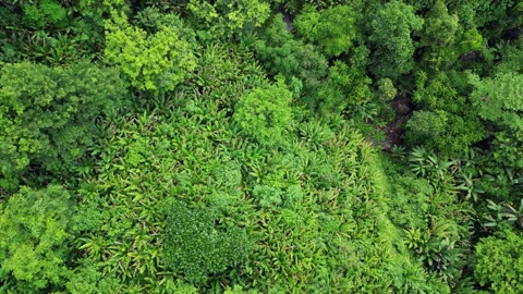 Panoramic view of tropical Philippine ju... | Stock Video | Pond5