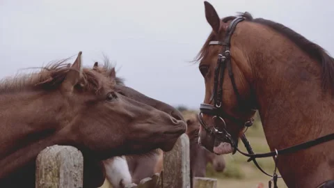 Animacas Wallpaper Stock Videos – Royalty-Free HD & 4K Videos | Page 4