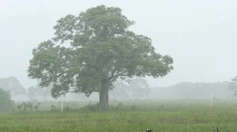 Pantanal tree rain, 4k | Stock Video | Pond5