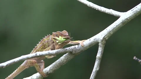 Panther Chameleon hanging in tree with p... | Stock Video | Pond5