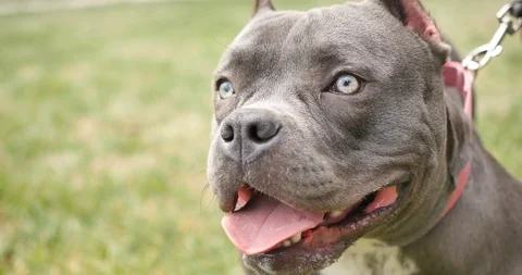 Panting grey pit bull with light grey ey... | Stock Video | Pond5