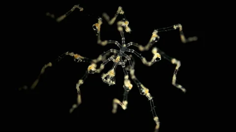 Sea Spider Stock Footage ~ Royalty Free Stock Videos | Pond5