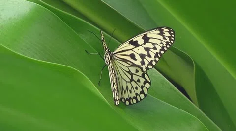 Paper Kite Stock Videos – Royalty-Free HD & 4K Videos | Pond5