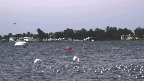 paracas bay peru cost pacific ocean wi... | Stock Video | Pond5