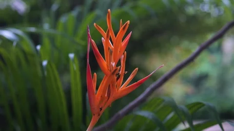Parakeet flower in Sri Lanka. Heliconia ... | Stock Video | Pond5