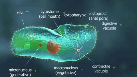 Labeled Paramecium Cell Under Microscope
