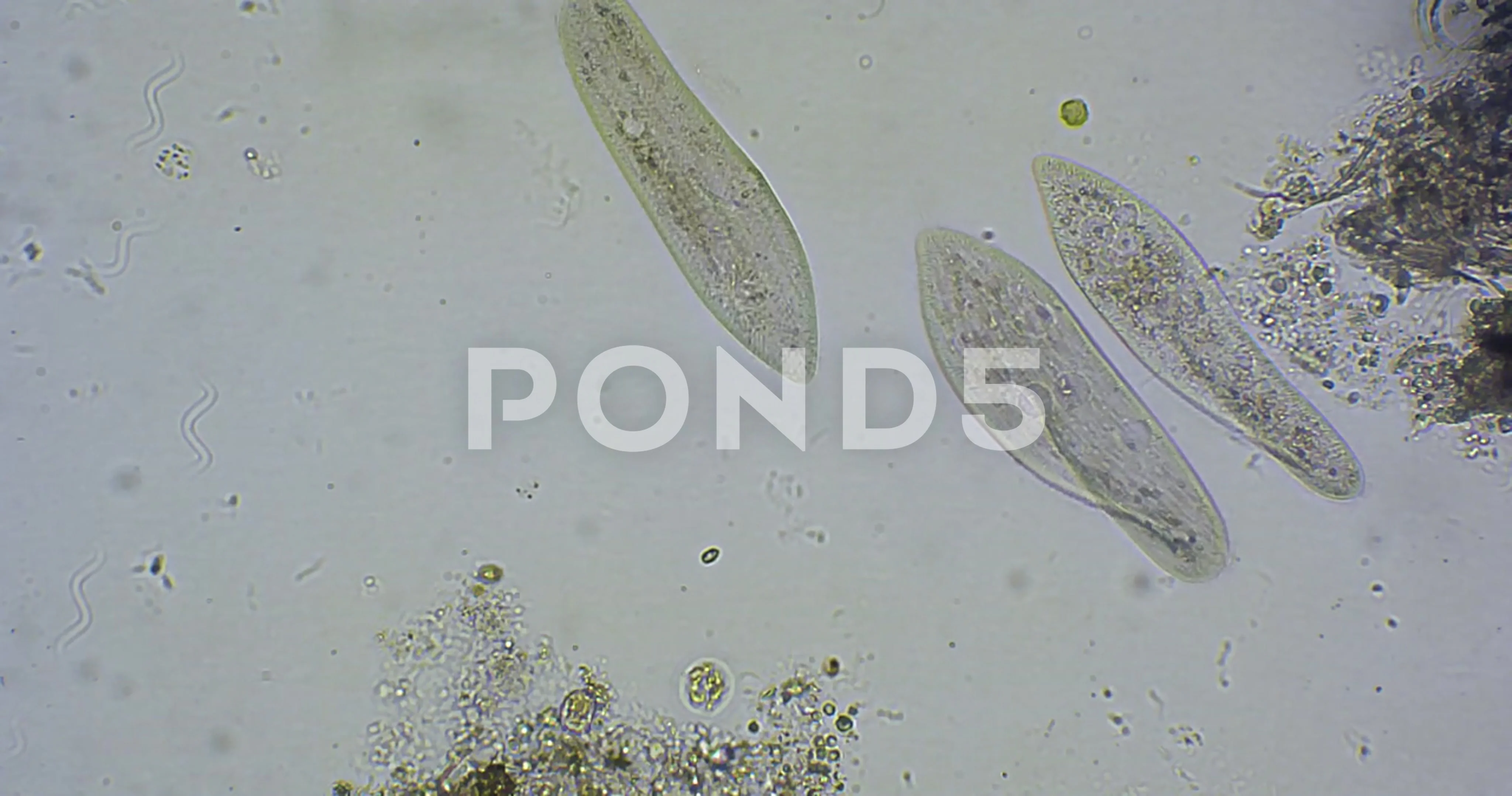 Paramecium Under Microscope 100x Micropedia