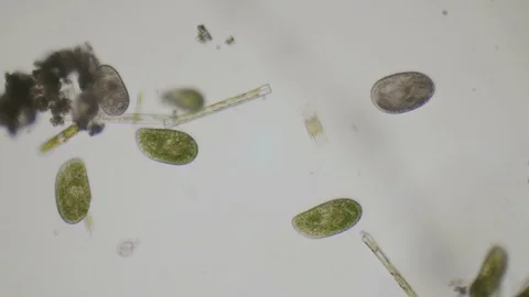 Paramecium ciliates under the microscope... | Stock Video | Pond5