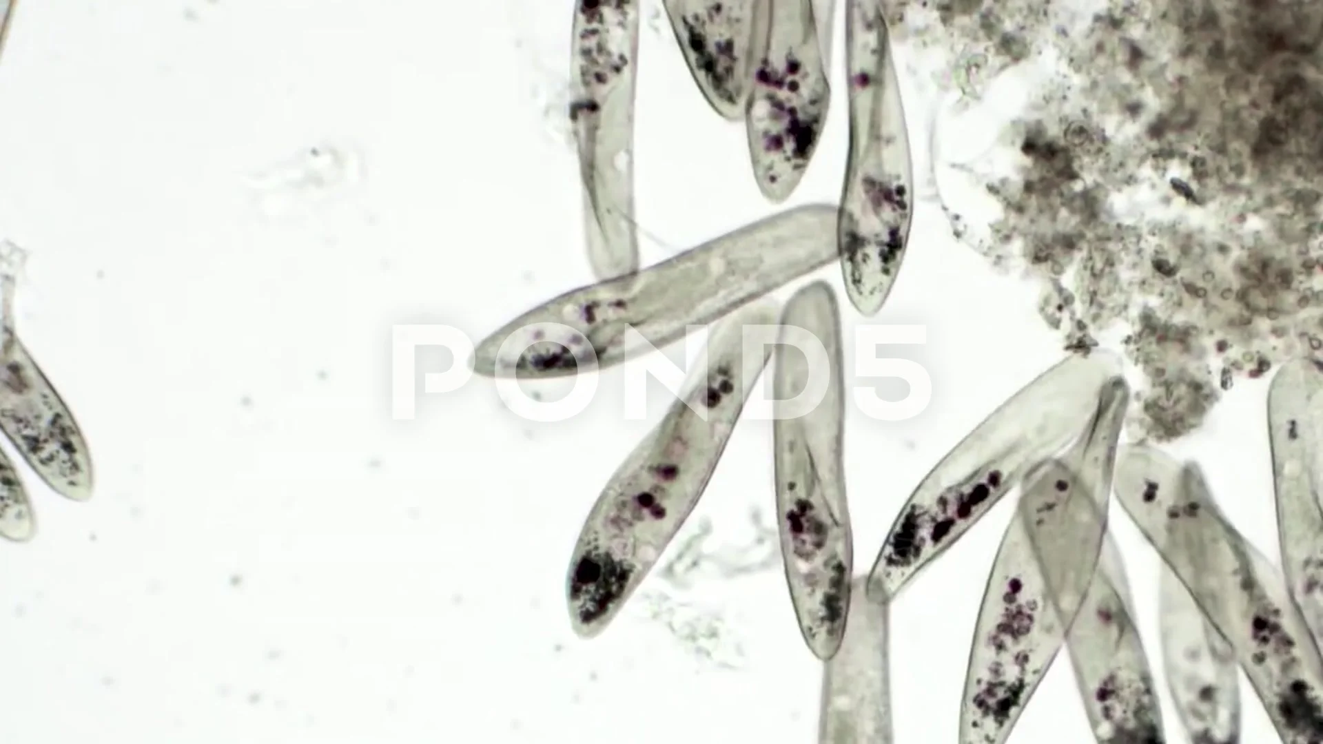 Paramecium Cell Under Microscope