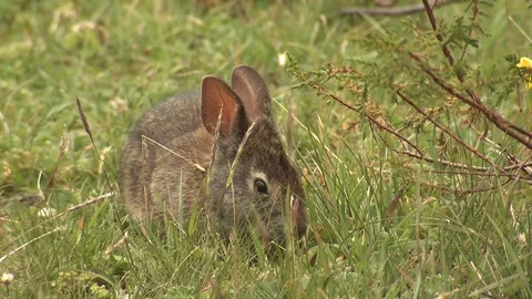 Paramo Cottontail Rabbit Tapeti in Andes... | Stock Video | Pond5