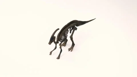 Parasaurolophus Skeleton on white backgr... | Stock Video | Pond5