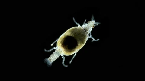 Parasitic isopod larva praniza under a m... | Stock Video | Pond5