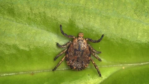 Parasitic Tick Hanging beneath a Leaf in... | Stock Video | Pond5