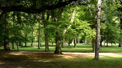 park (forest) - trees - group of childre... | Stock Video | Pond5