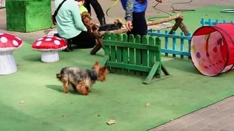 Ar Happytime Stock Videos – Royalty-Free HD & 4K Videos | Pond5