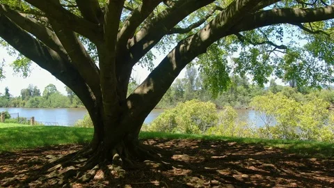 Park overlooking river, in the shade of ... | Stock Video | Pond5