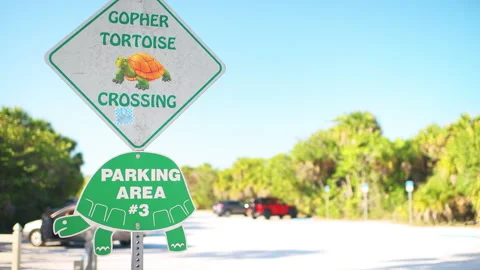 Parking, gopher tortoise turtles crossin... | Stock Video | Pond5