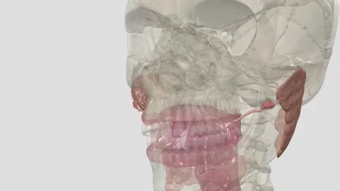 The parotid glands are salivary glands t... | Stock Video | Pond5
