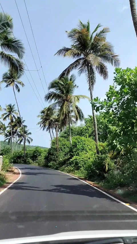 Parra Road Goa. Palm trees on road line. | Stock Video | Pond5