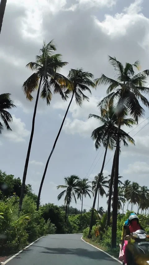 Parra Road Goa. Palm trees on road line. | Stock Video | Pond5