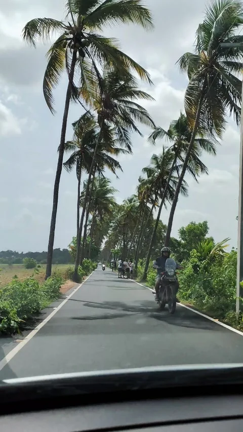 Parra Road Goa. Palm trees on road line. | Stock Video | Pond5