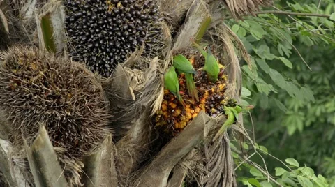 Palm Parrot Stock Footage ~ Royalty Free Stock Videos | Pond5