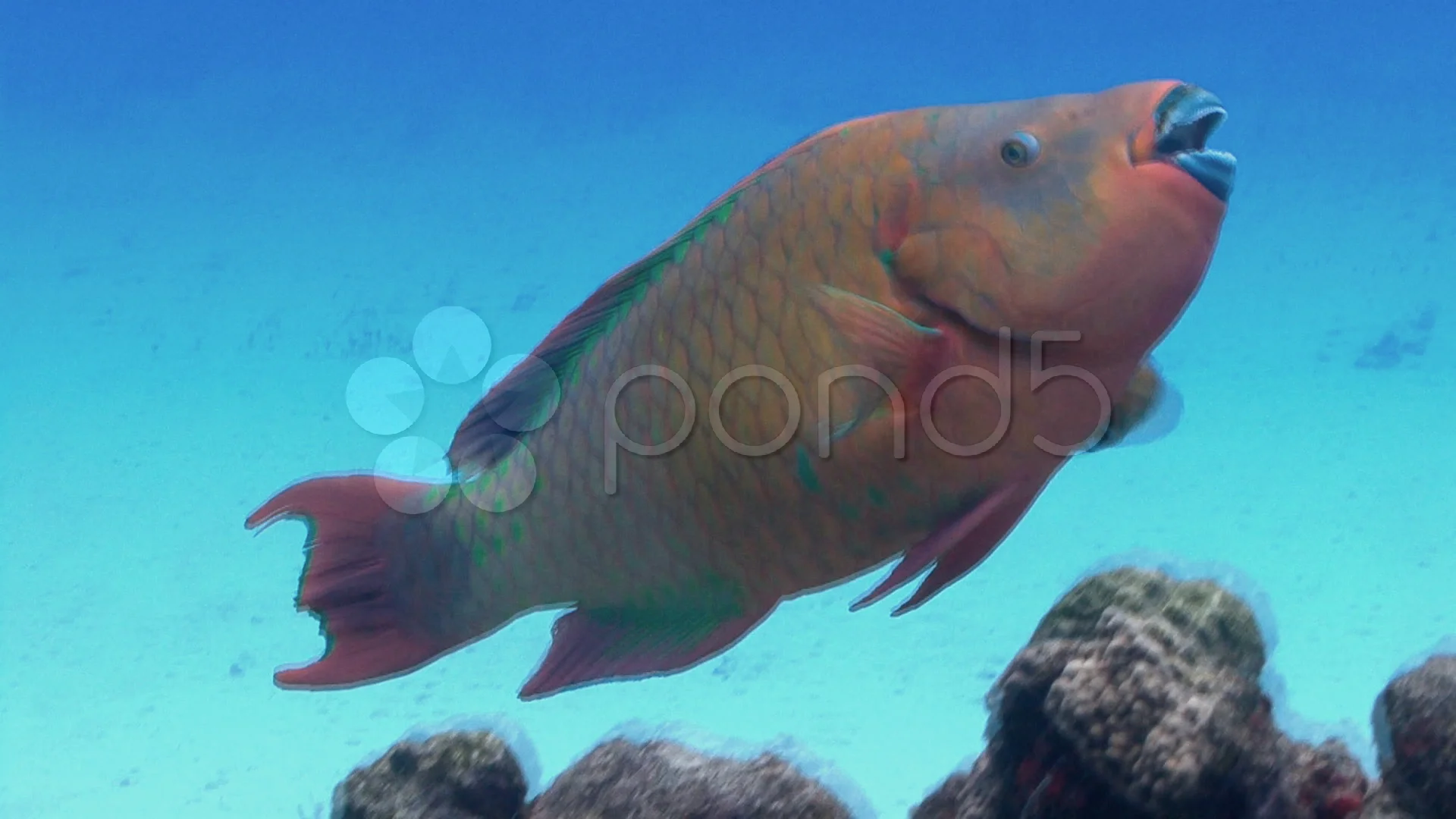 School Of Rainbow Parrotfish