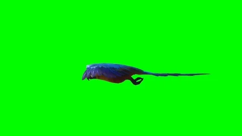 Parrot Flying on Green Screen 01 | Stock Video | Pond5