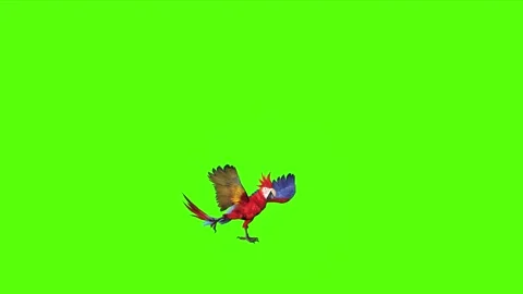 Parrot Landing Green Screen Animation an... | Stock Video | Pond5