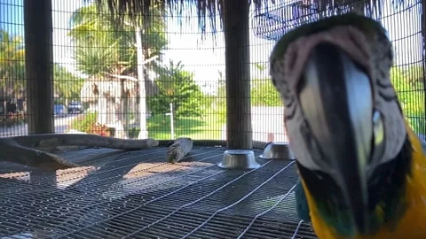 Slow Motion Parrot Stock Video Footage | Royalty Free Slow Motion ...