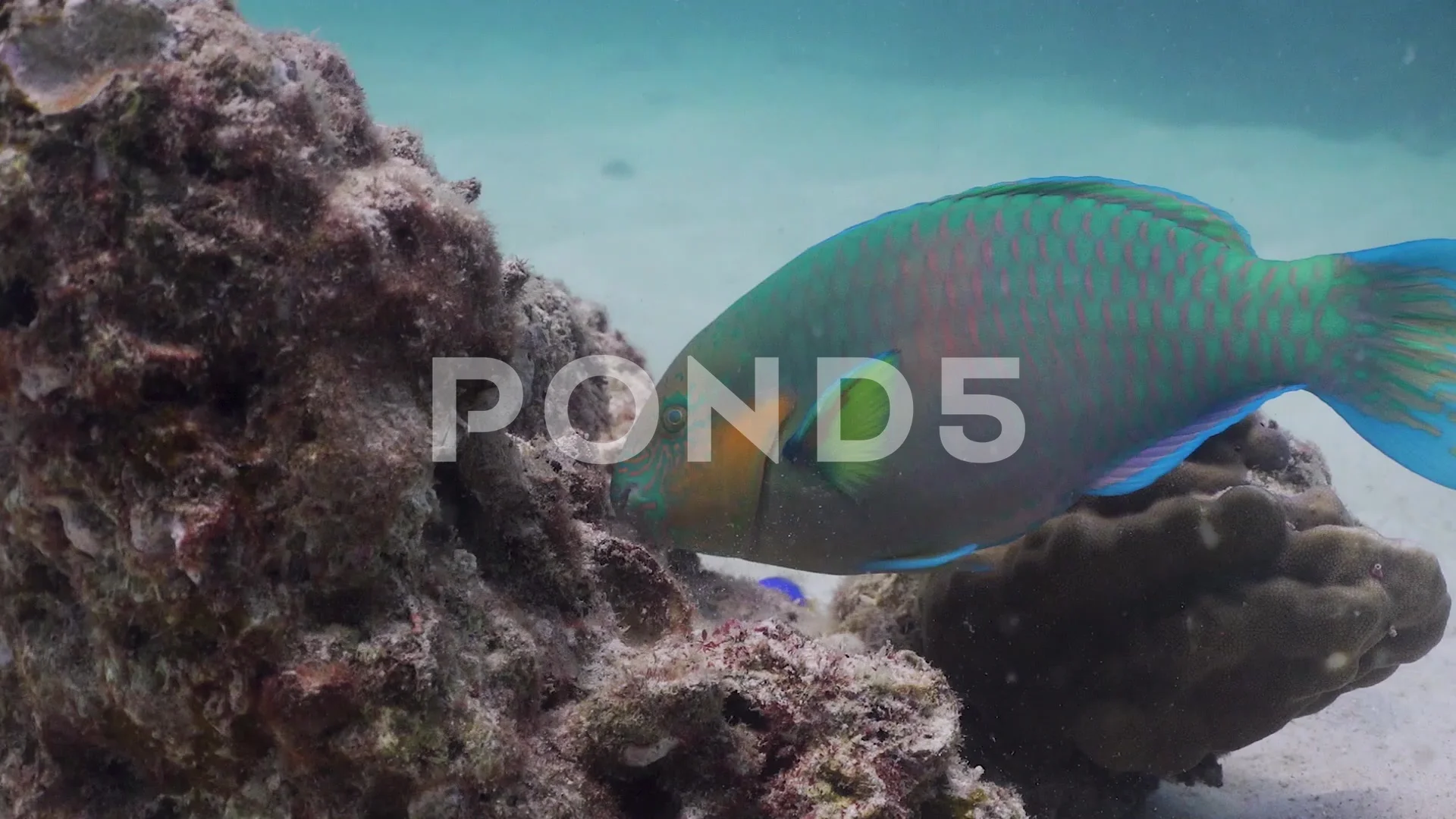Humphead Parrotfish Eating Rock