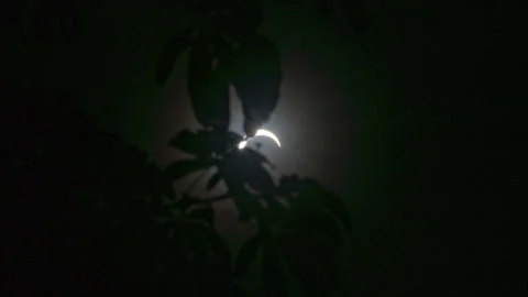 Partial sun eclipse seen through the lea... | Stock Video | Pond5