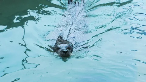 Slippery Seal Stock Videos – Royalty-Free HD & 4K Videos | Pond5